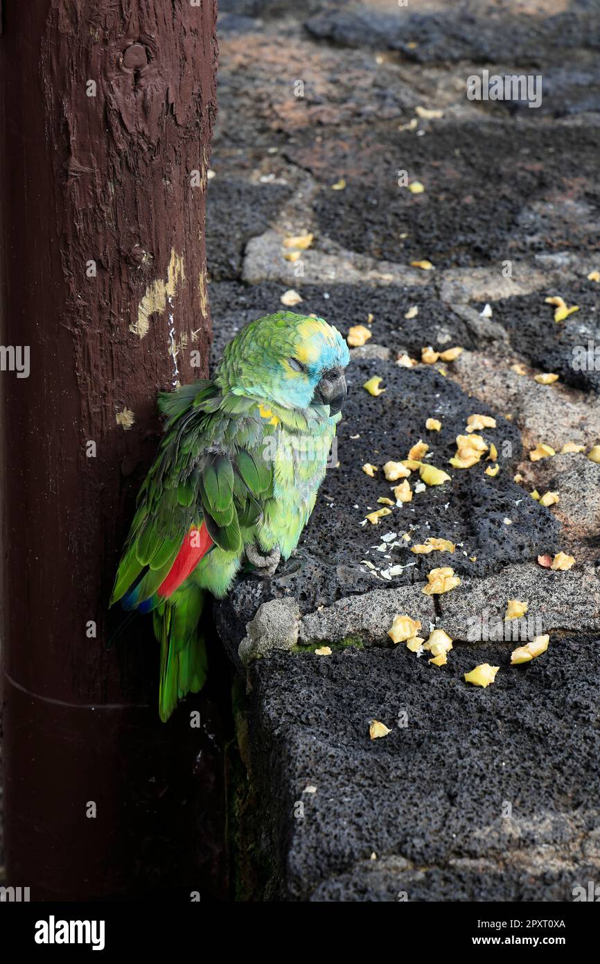 Small old green tame parrot / parakeet asleep outside a bar in Playa ...