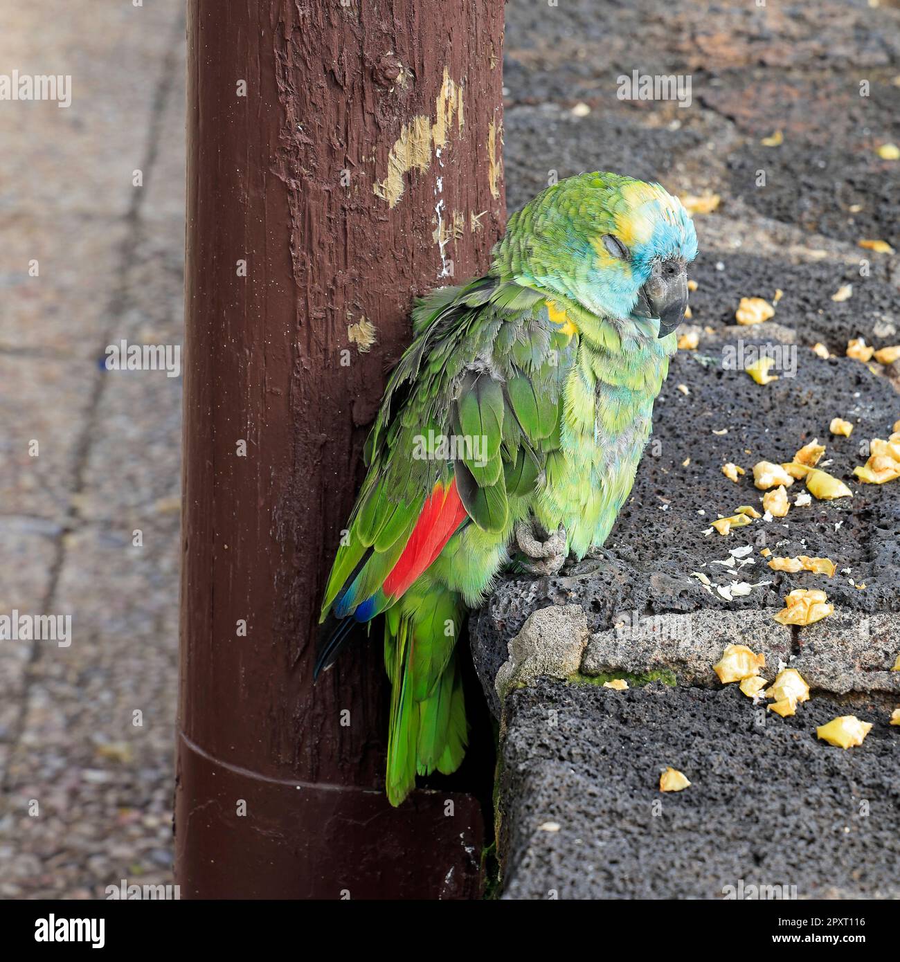 Small old green tame parrot / parakeet asleep outside a bar in Playa ...