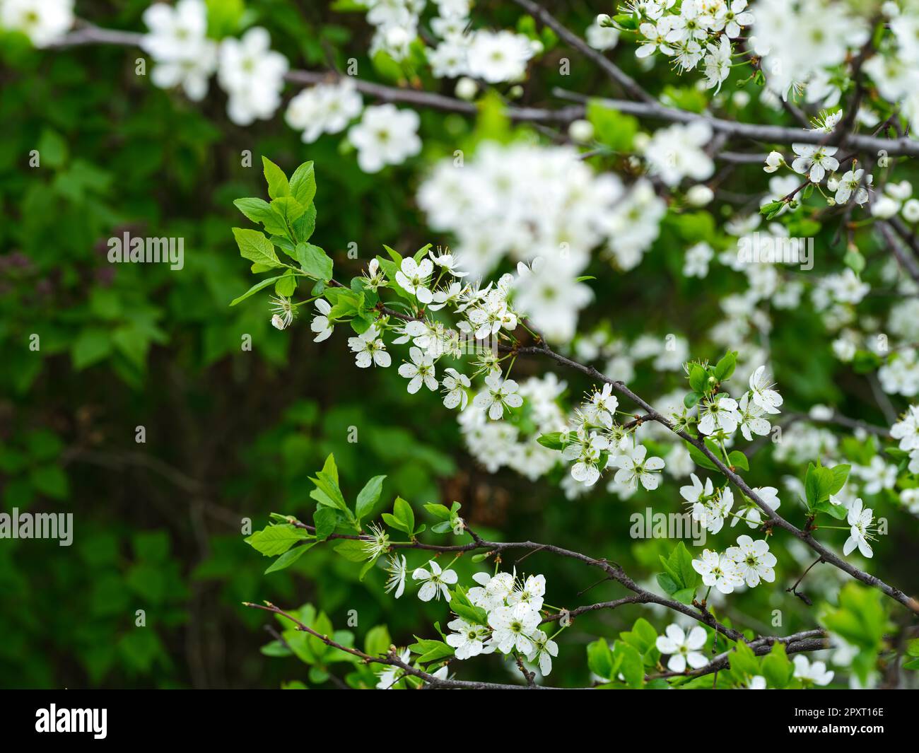 Blackthorn tree hi-res stock photography and images - Alamy