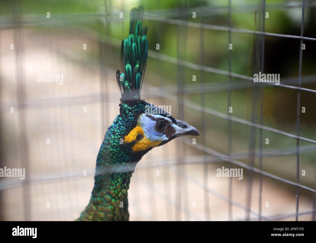 focus on the head of a peacock with beautiful green feathers in a cage ...