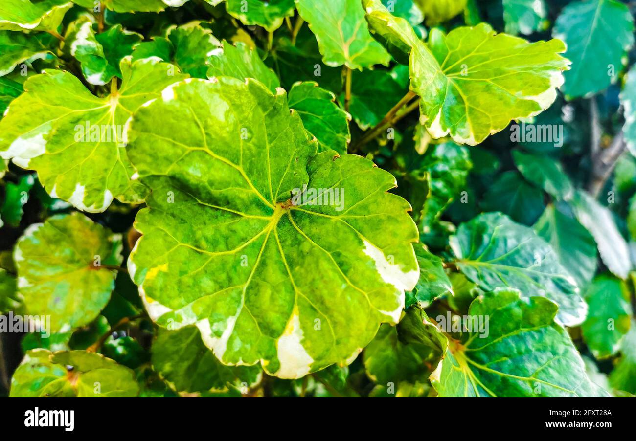 Tropical mexican caribbean beach palm trees and fir trees in jungle ...