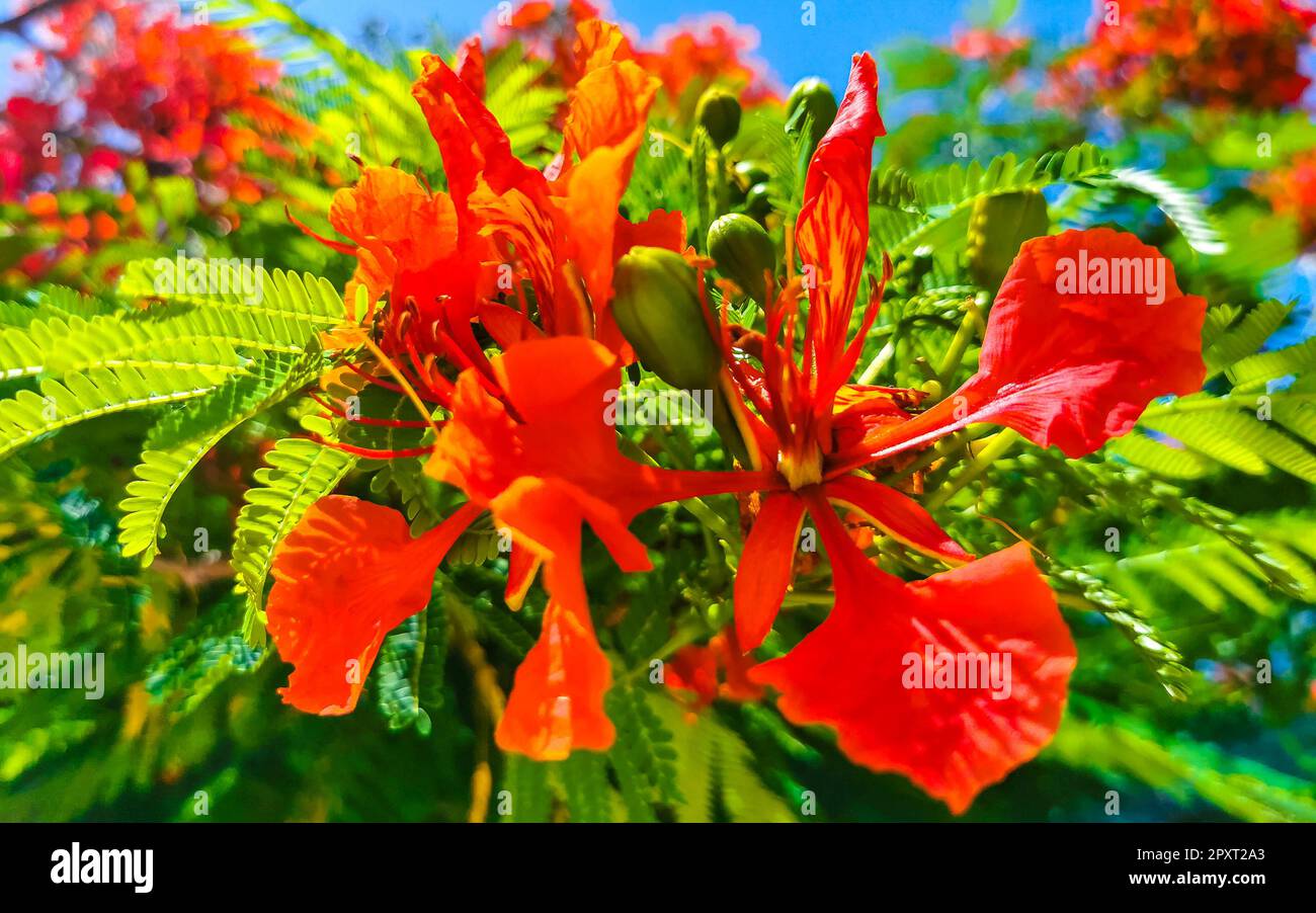 Flamboyant or Delonix Regia red flowers closeup. Beautiful tropical ...