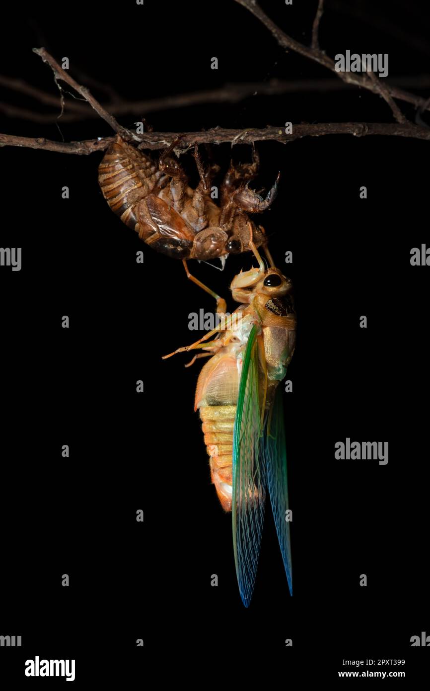 A newly emerged cicada is captured mid-transformation, clinging to its ...