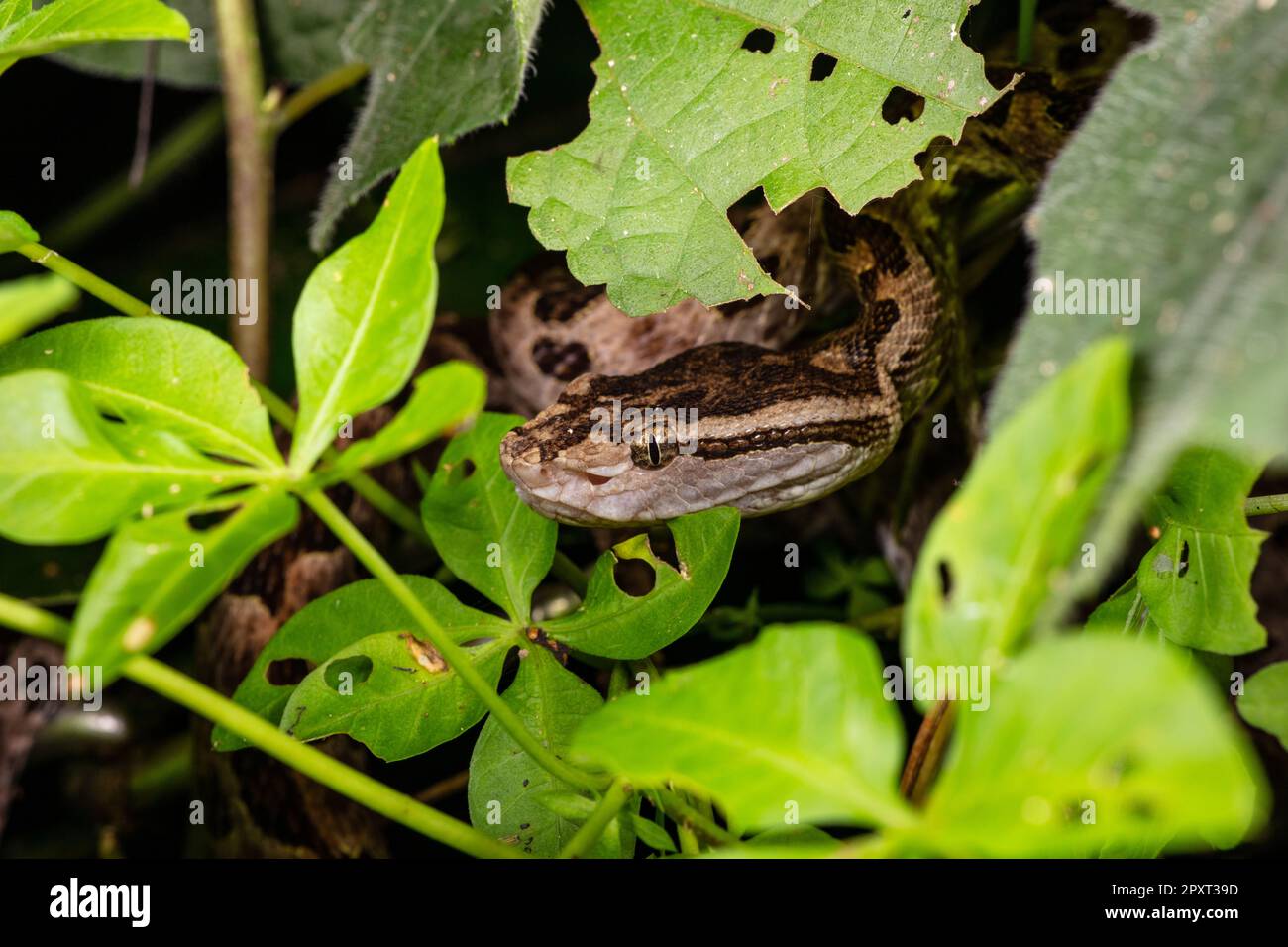 A macro shot of a Taiwan Habu snake, a species of venomous snake ...