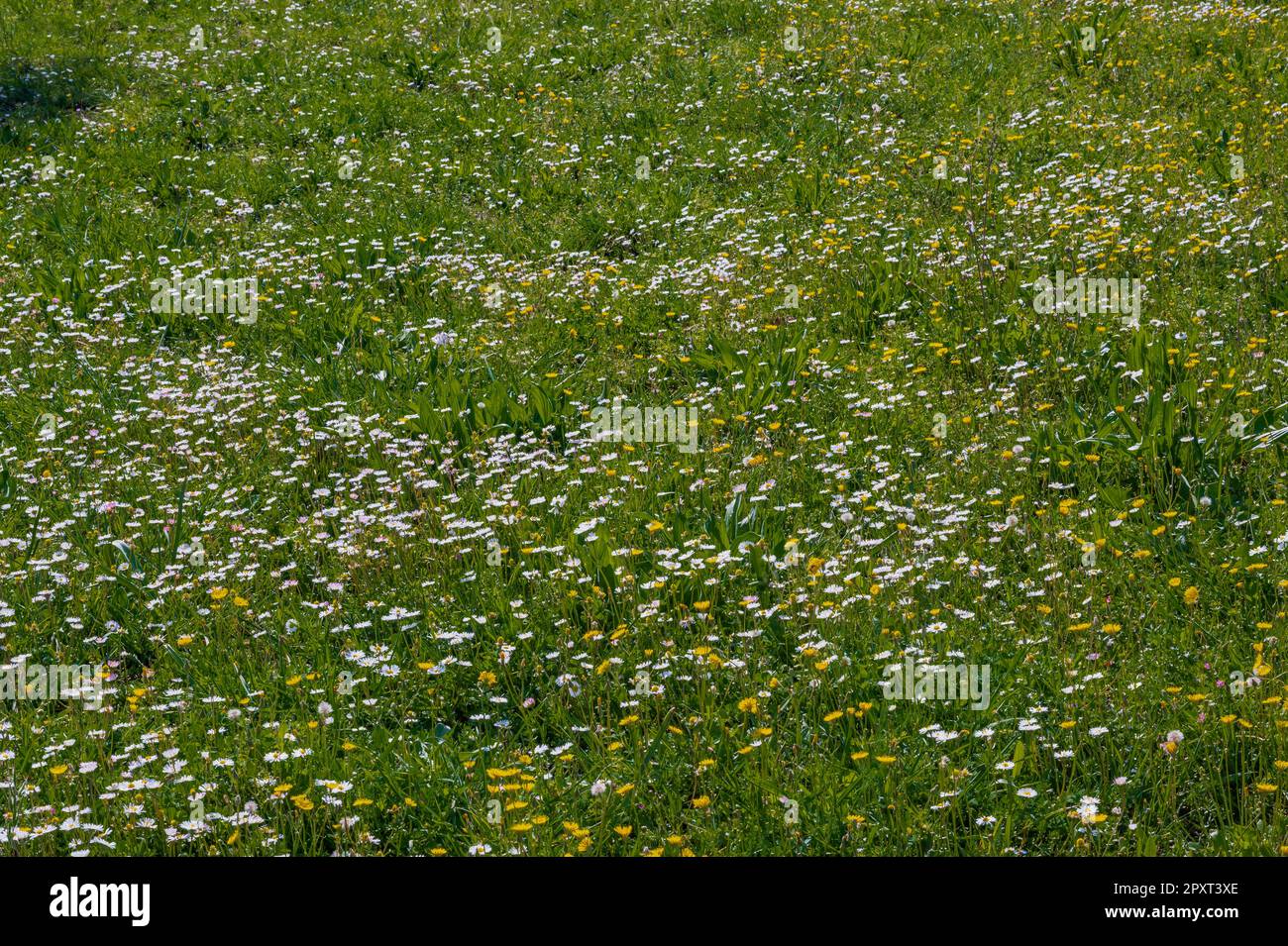 Flower meadows are large rustic meadows dotted with wildflowers in ...