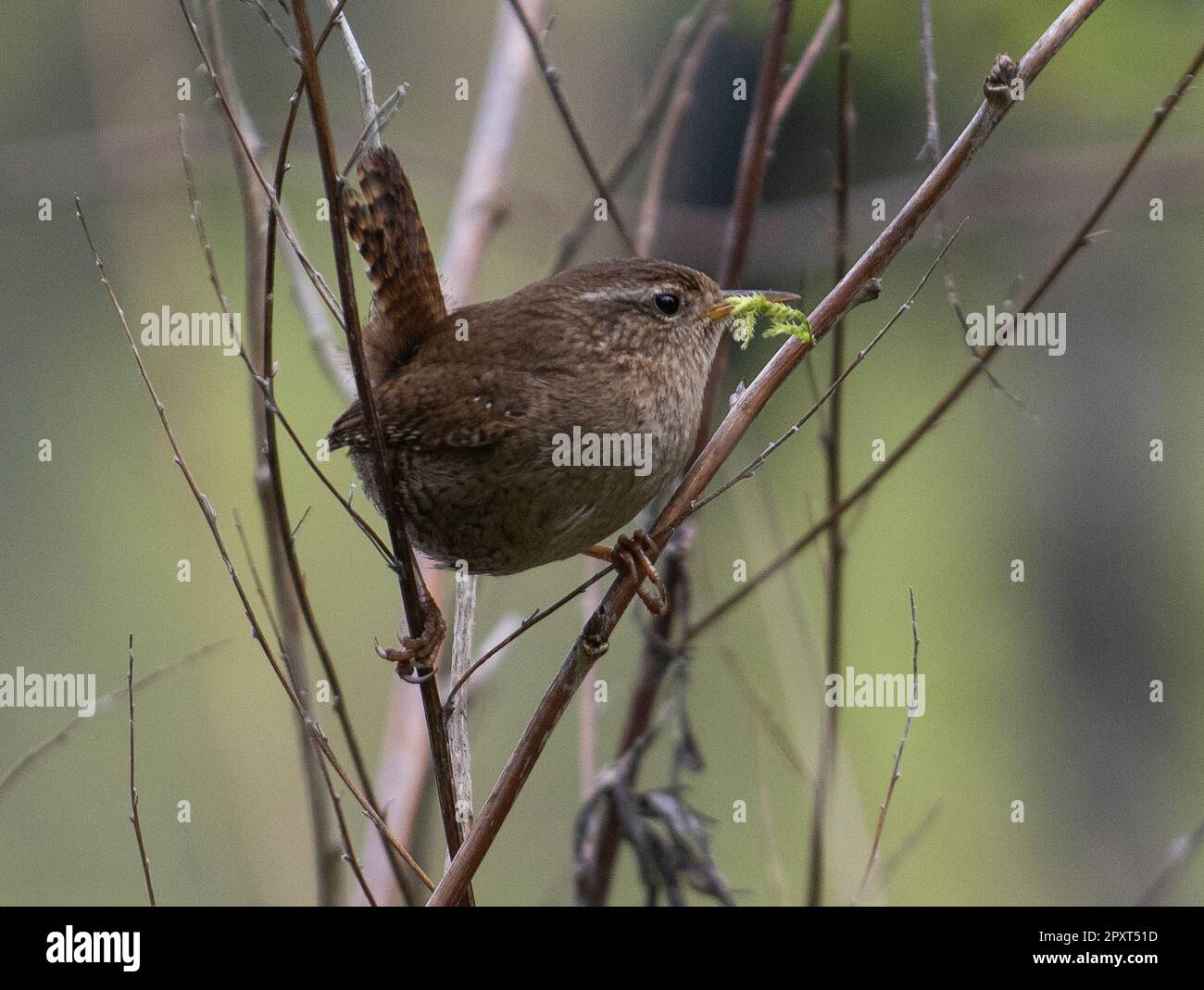lochend park Wren 02/05/2023 Pic shows: Wren, Lochend park, Edinburgh ...