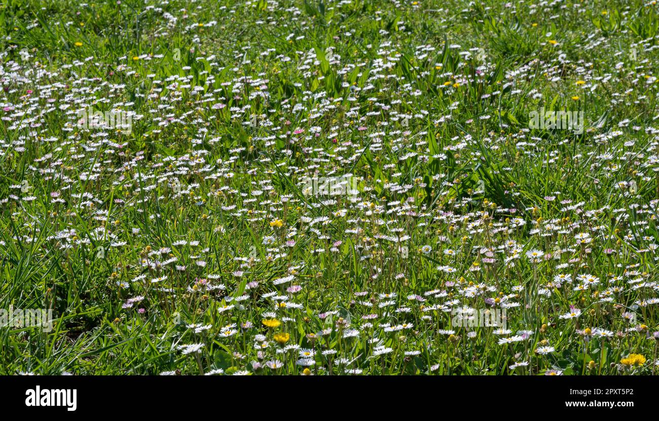 Flower meadows are large rustic meadows dotted with wildflowers in ...
