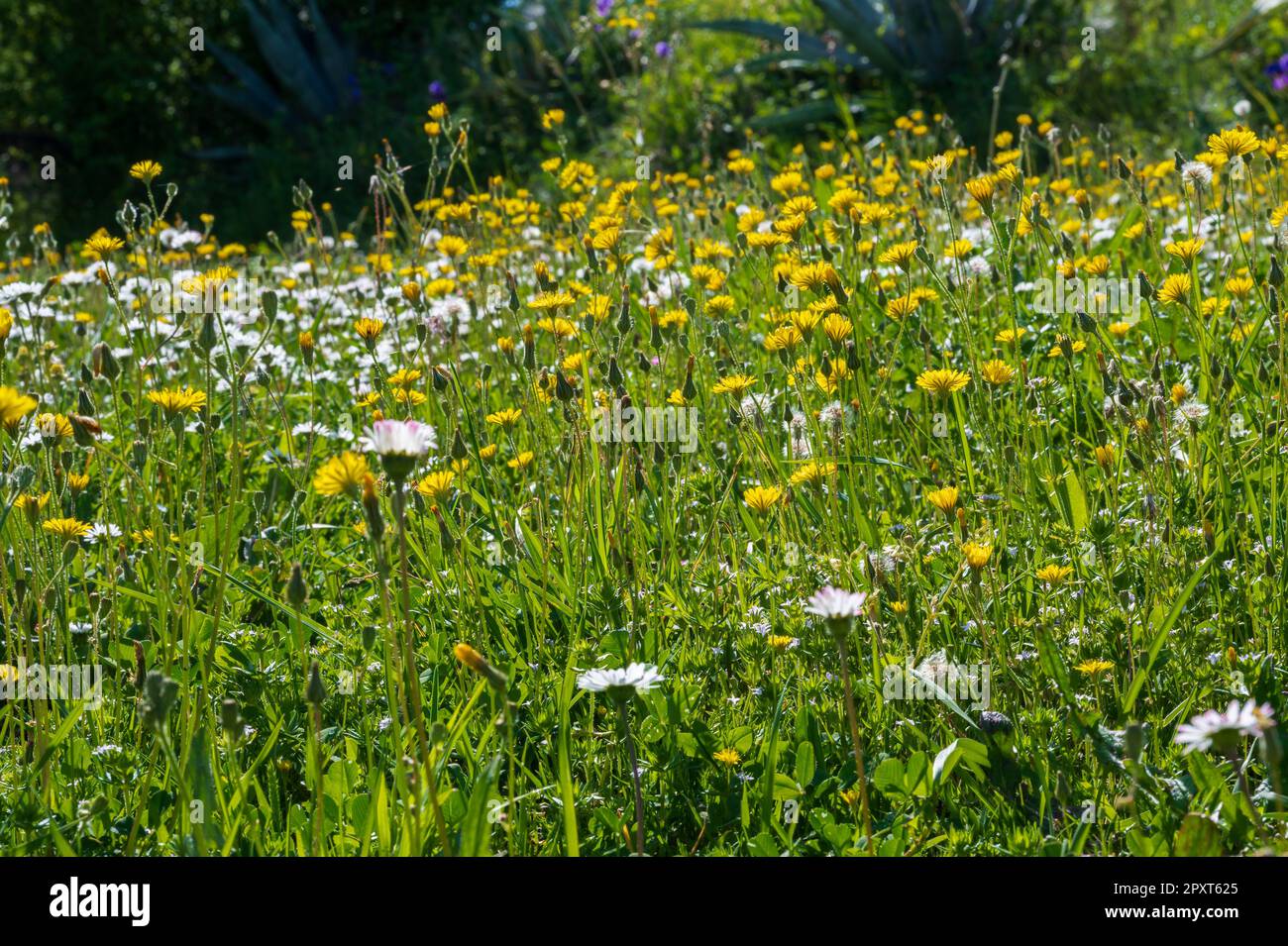 Flower meadows are large rustic meadows dotted with wildflowers in ...
