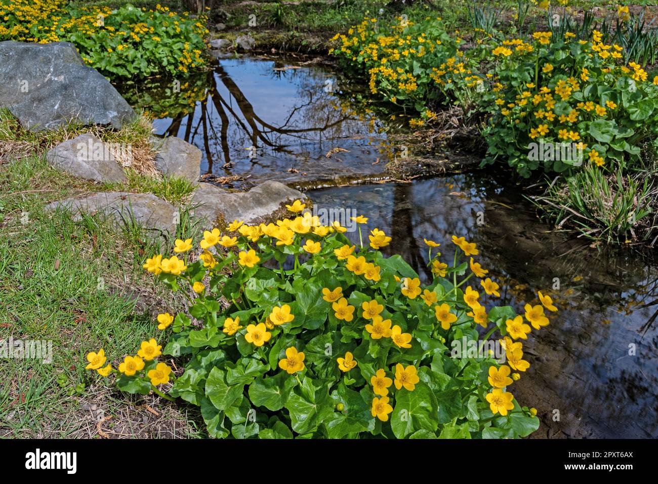 Stream with a sea of green flowers adorning its banks, in the Park of ...