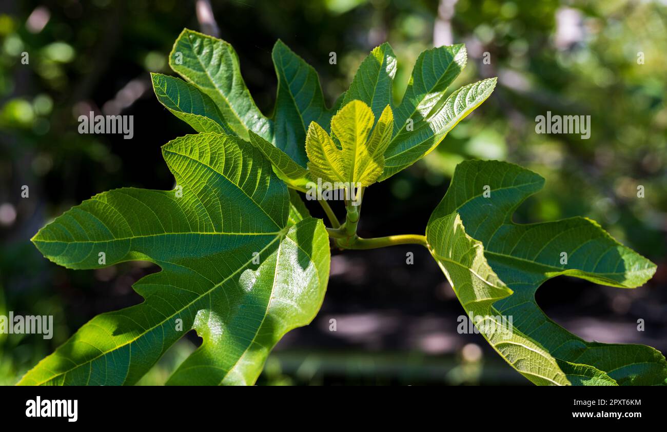 The common fig (Ficus carica) is a fruit tree of temperate subtropical ...