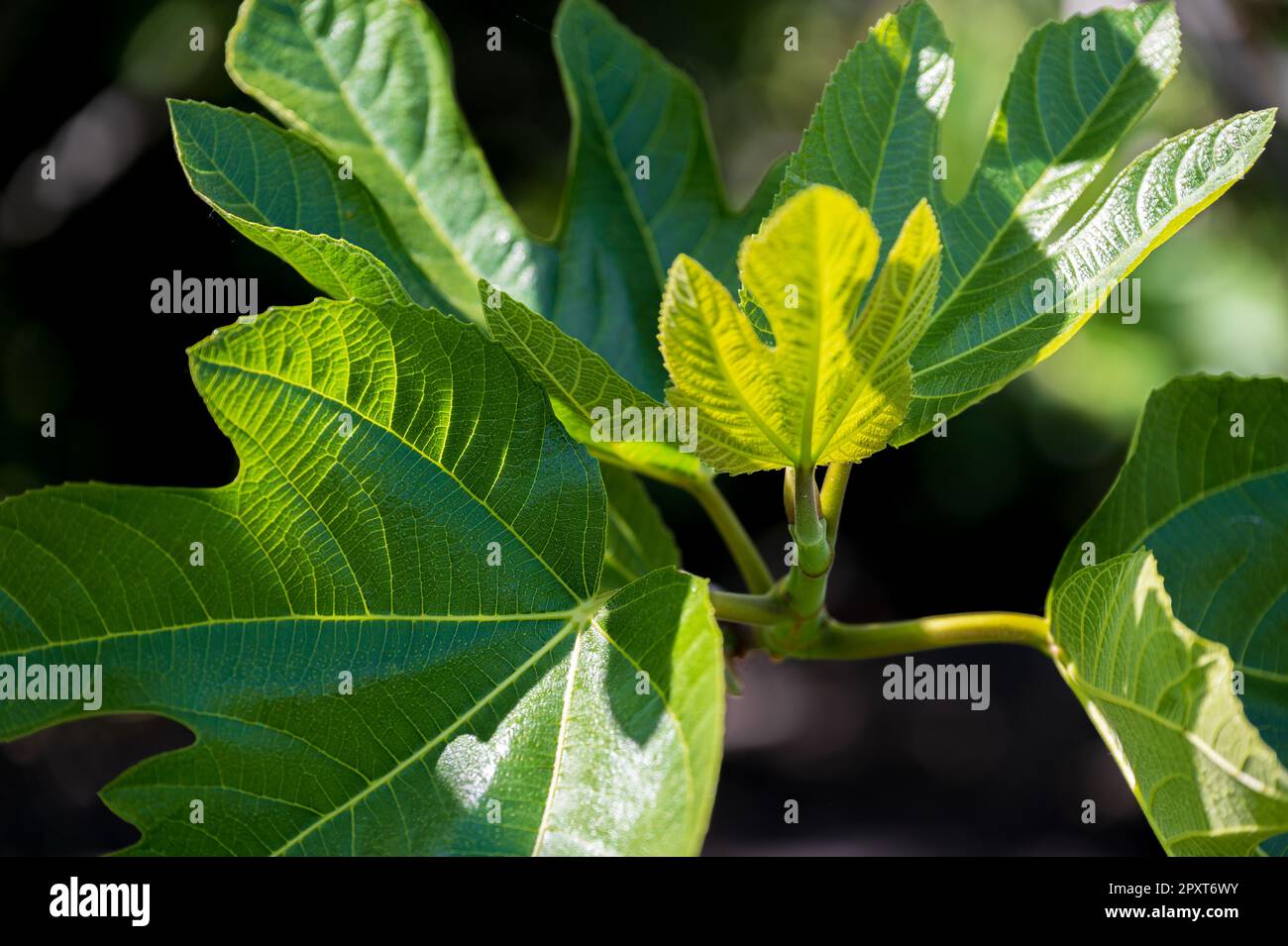 The common fig (Ficus carica) is a fruit tree of temperate subtropical ...