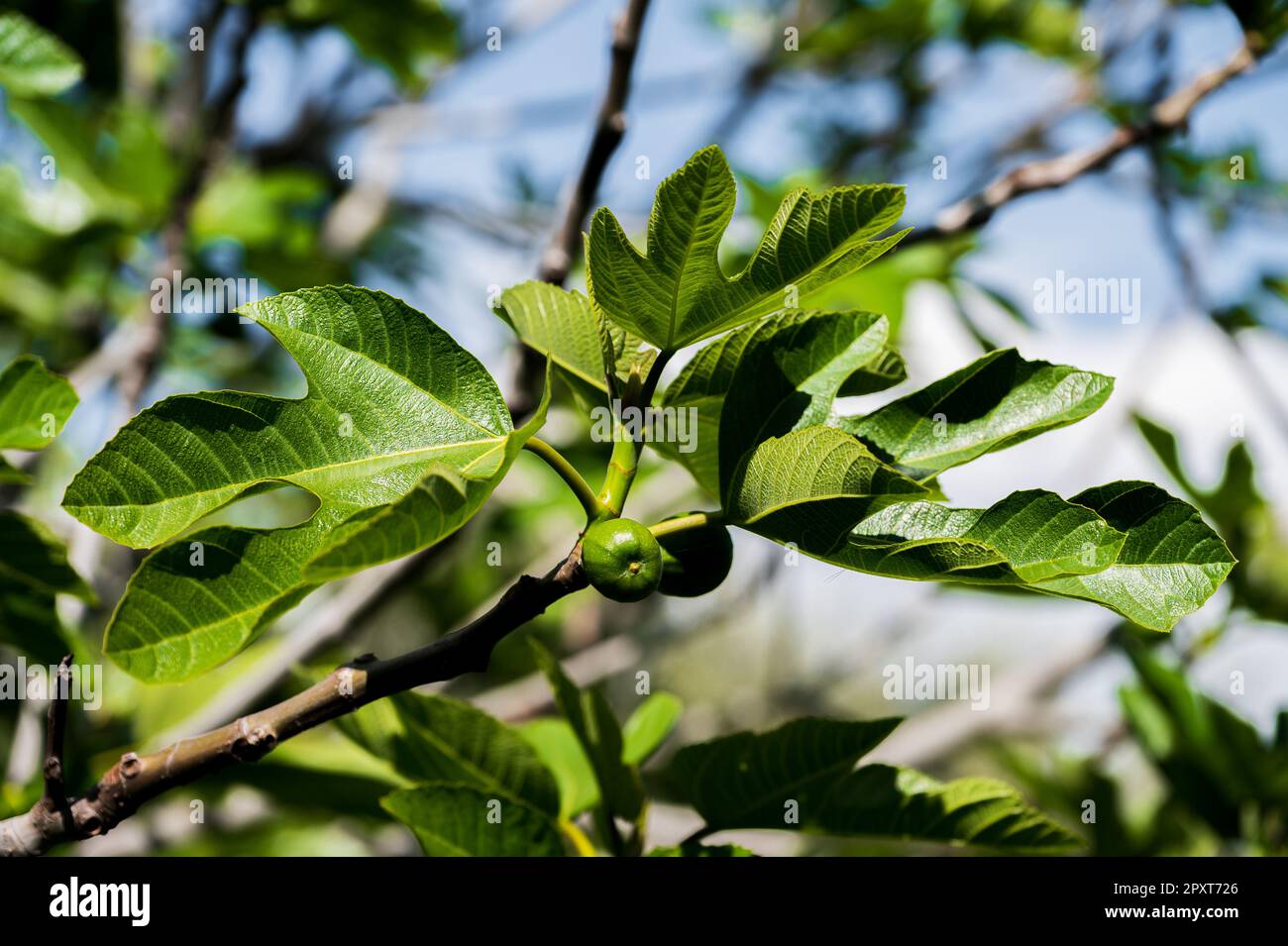 The common fig (Ficus carica) is a fruit tree of temperate subtropical ...