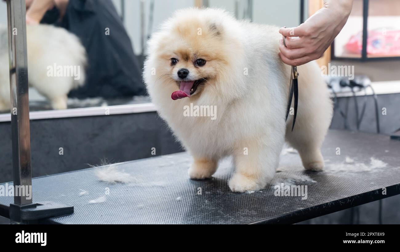 A woman makes a pomeranian haircut with scissors. Spitz dog in a ...