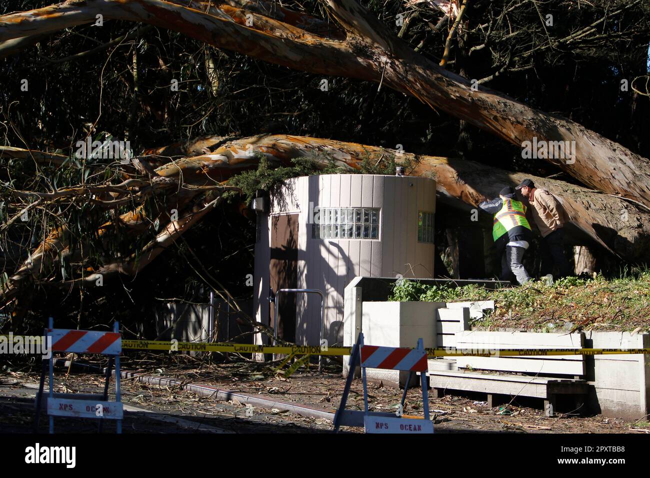Two SFMTA bus drivers takes a closer look at a tree that fell at 48th ...