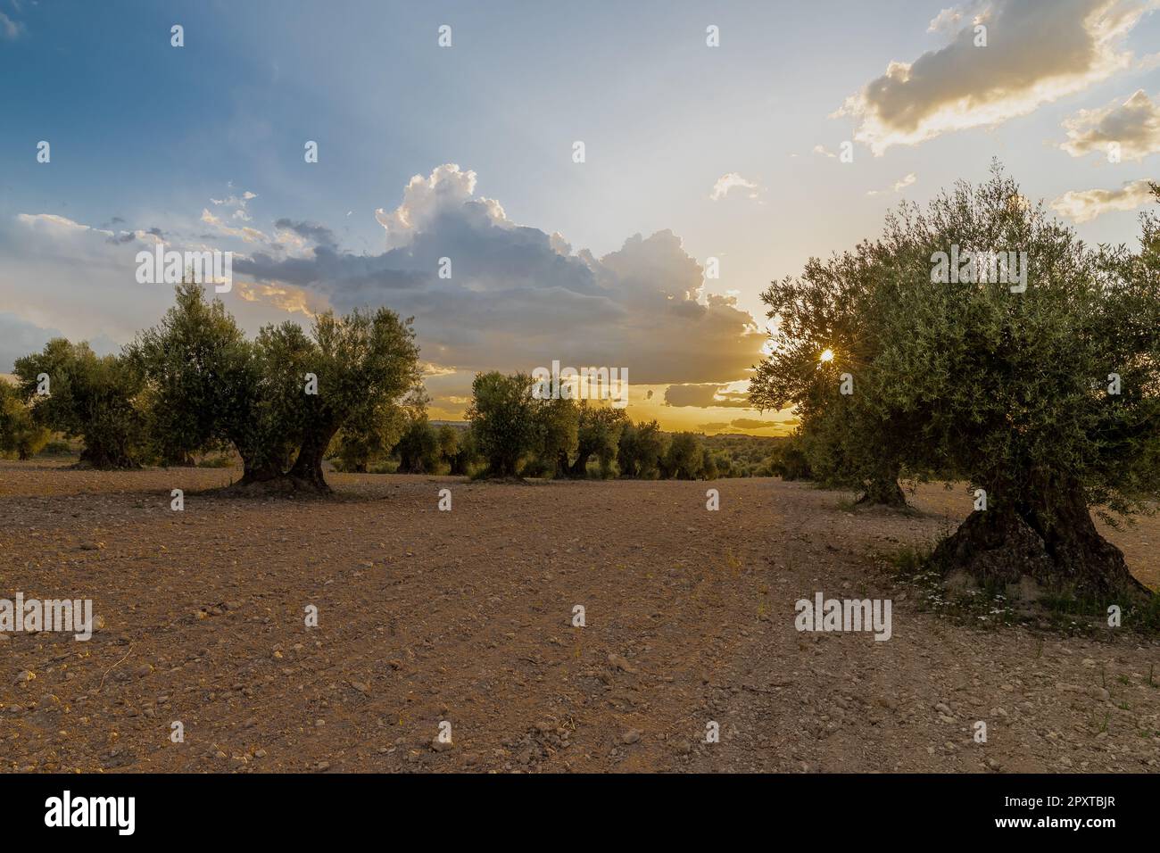 Dramatic sunset over an agricultural landscape of olive trees. The ...