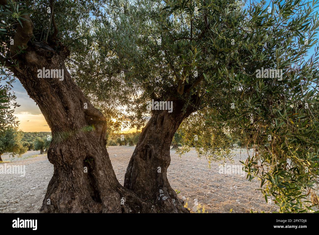 Dramatic sunset over an agricultural landscape of olive trees. The cloudscape is creating a ...