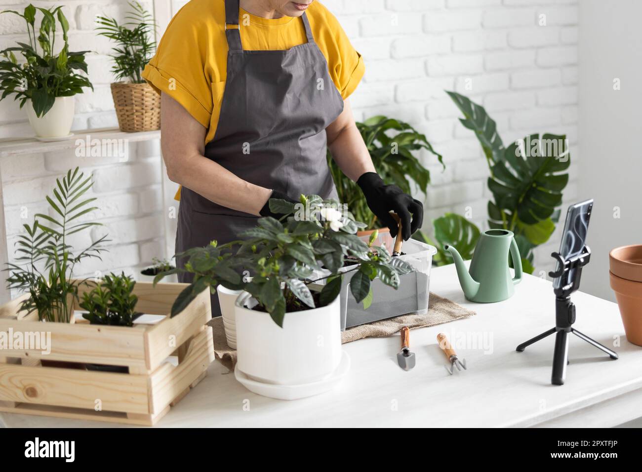 Spring Houseplant Care, repotting houseplants. Waking Up Indoor Plants ...