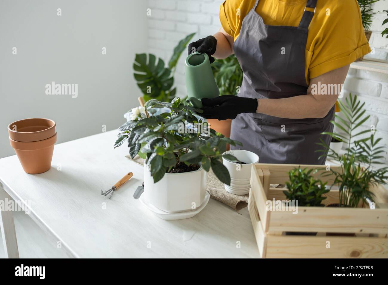Spring Houseplant Care, repotting houseplants. Waking Up Indoor Plants ...