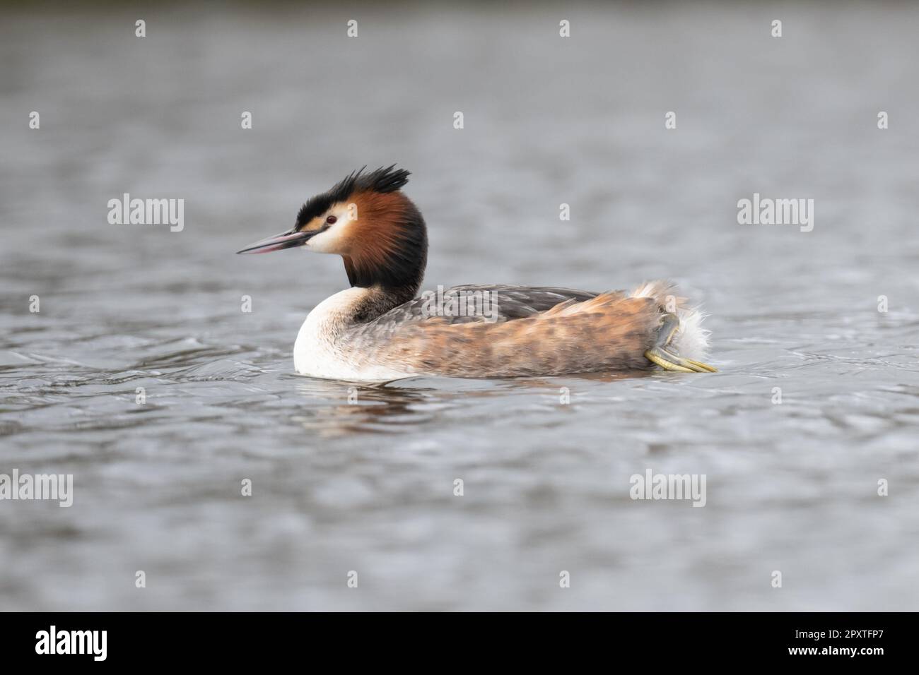 Great crested grebe swimming in the Long Water of Home Park, London ...