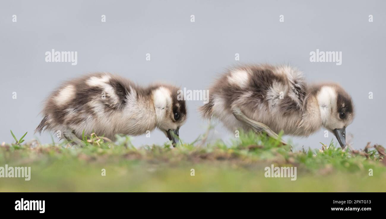 Two young egyptian goose goslings feeding under close supervision from ...