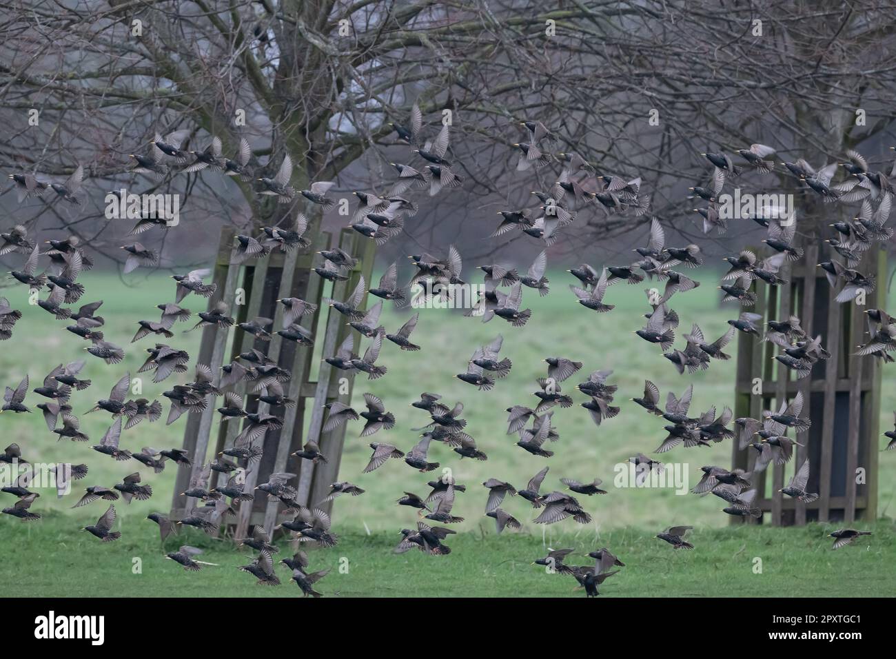 Closeup of starlings in murmuration in Home Park, London Stock Photo ...