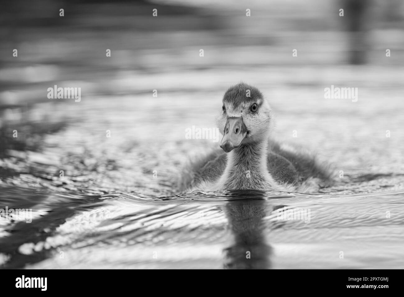 Young egyptian goose gosling out for a swim whilst under close ...