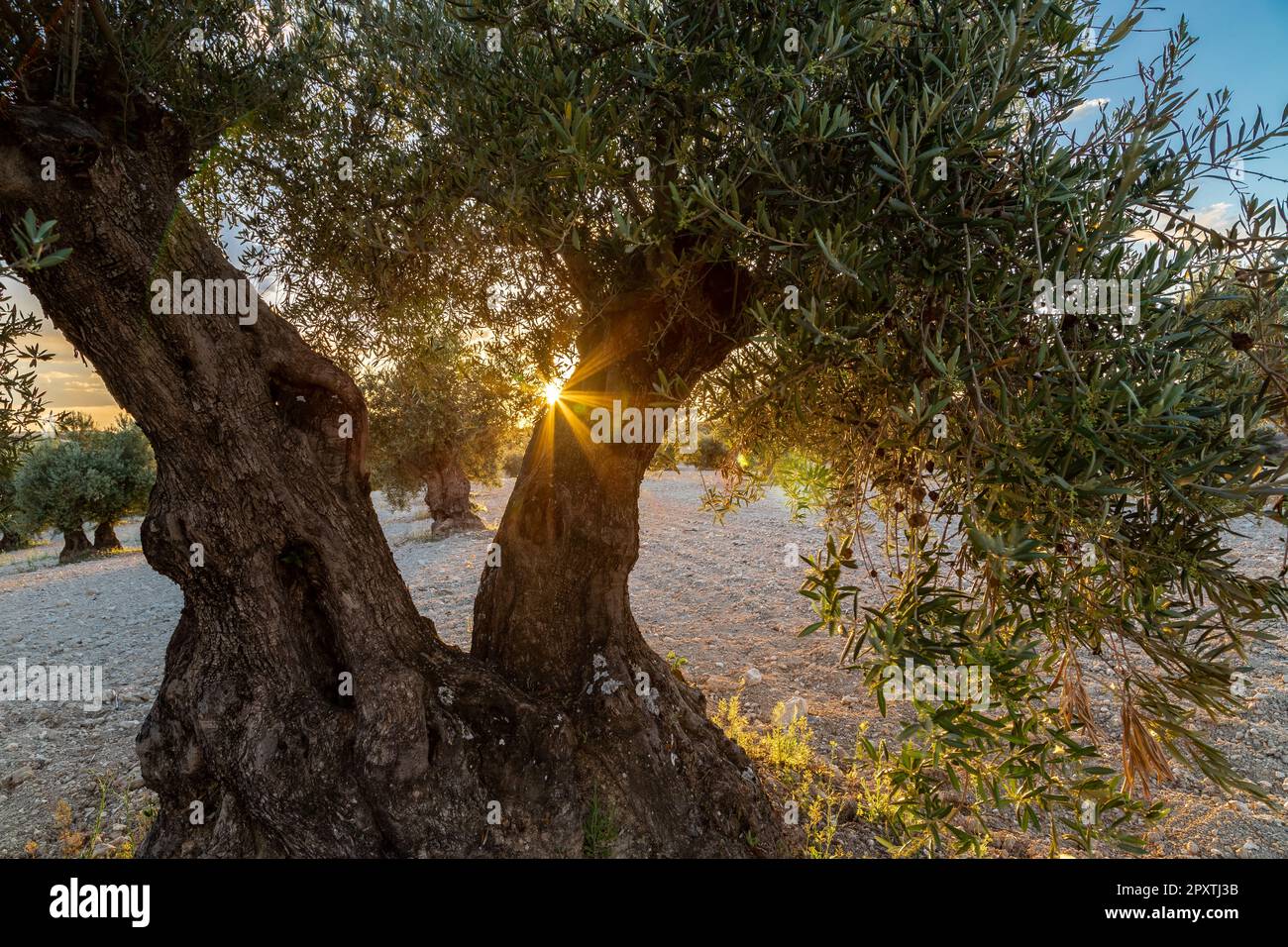 Dramatic sunset over an agricultural landscape of olive trees. The ...