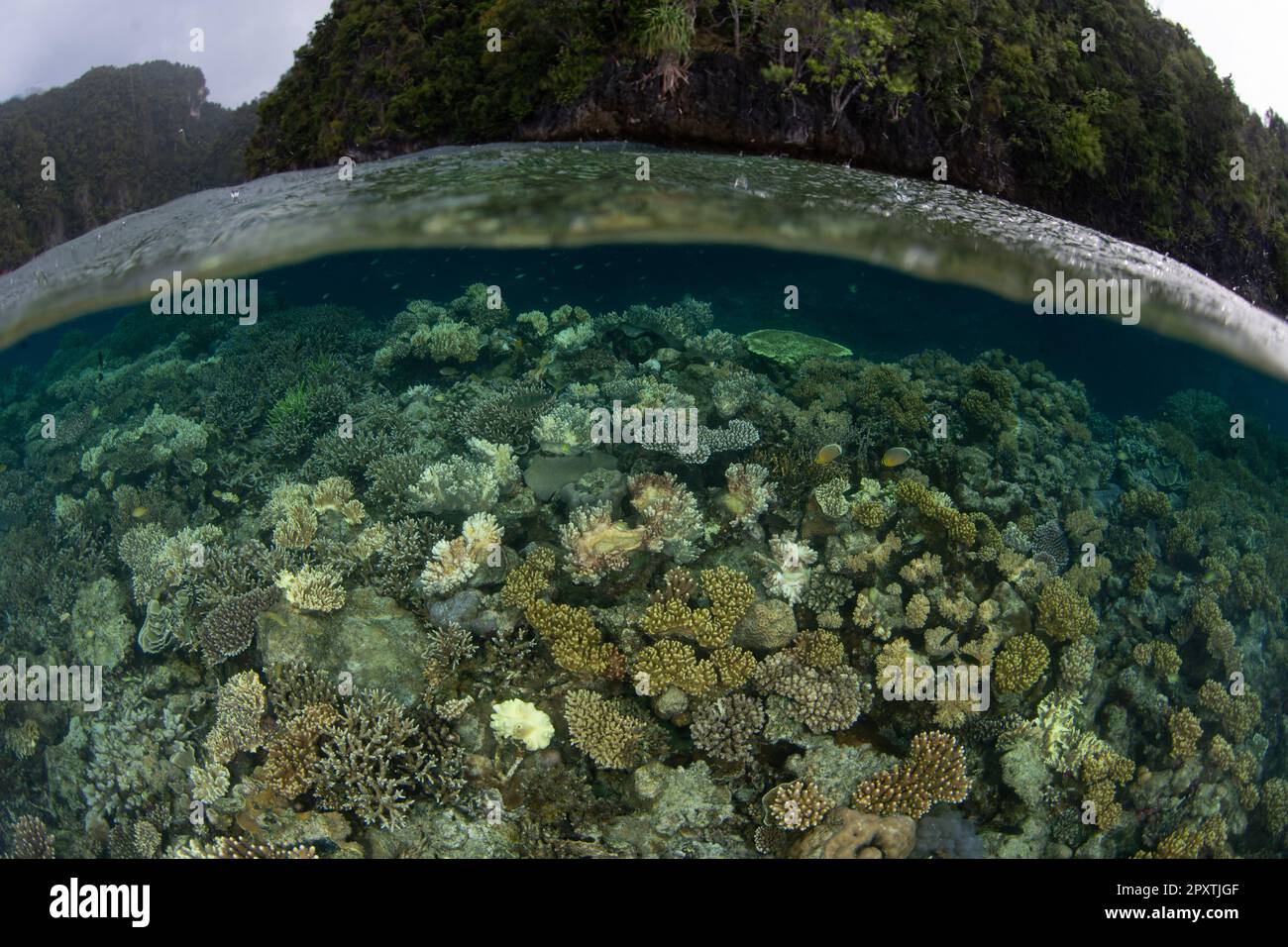 Corals grow right to the edge of a healthy reef drop off in Raja Ampat ...