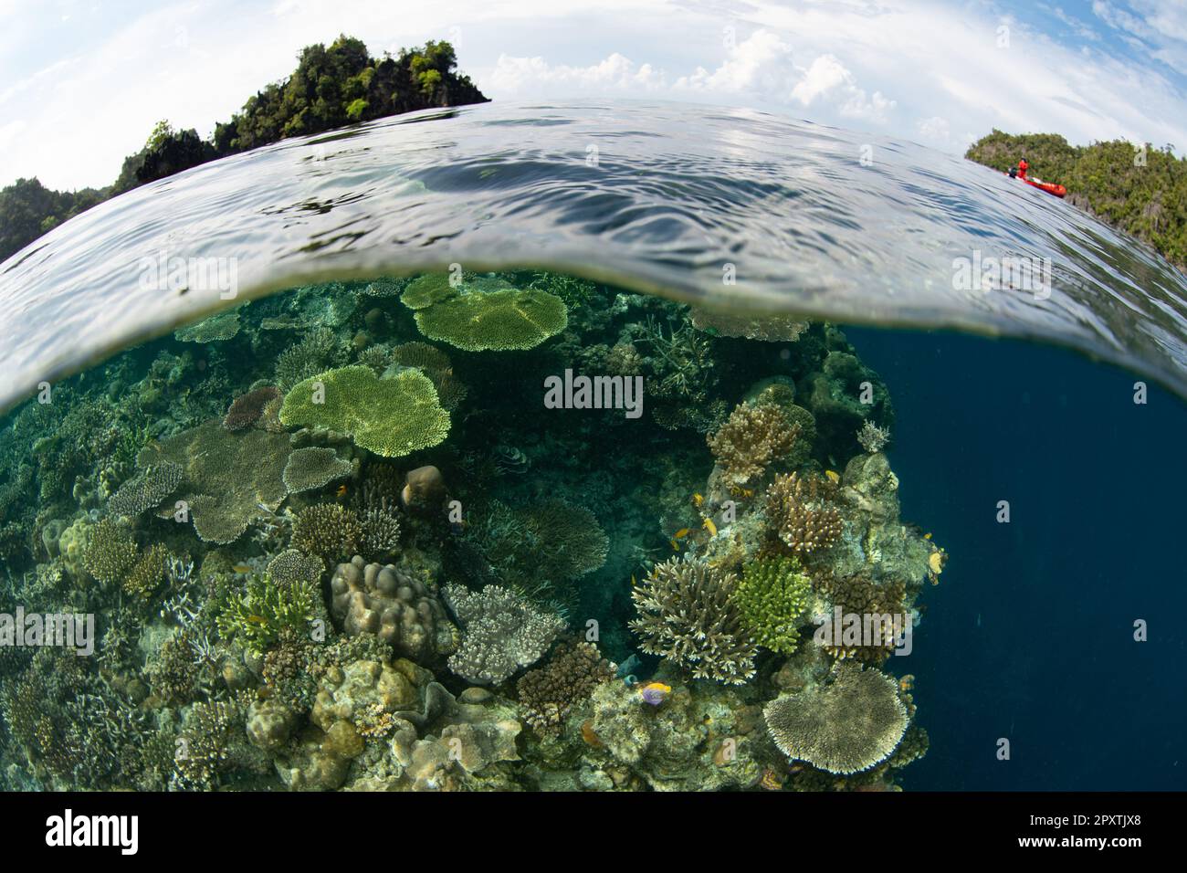 Corals grow right to the edge of a healthy reef drop off in Raja Ampat ...