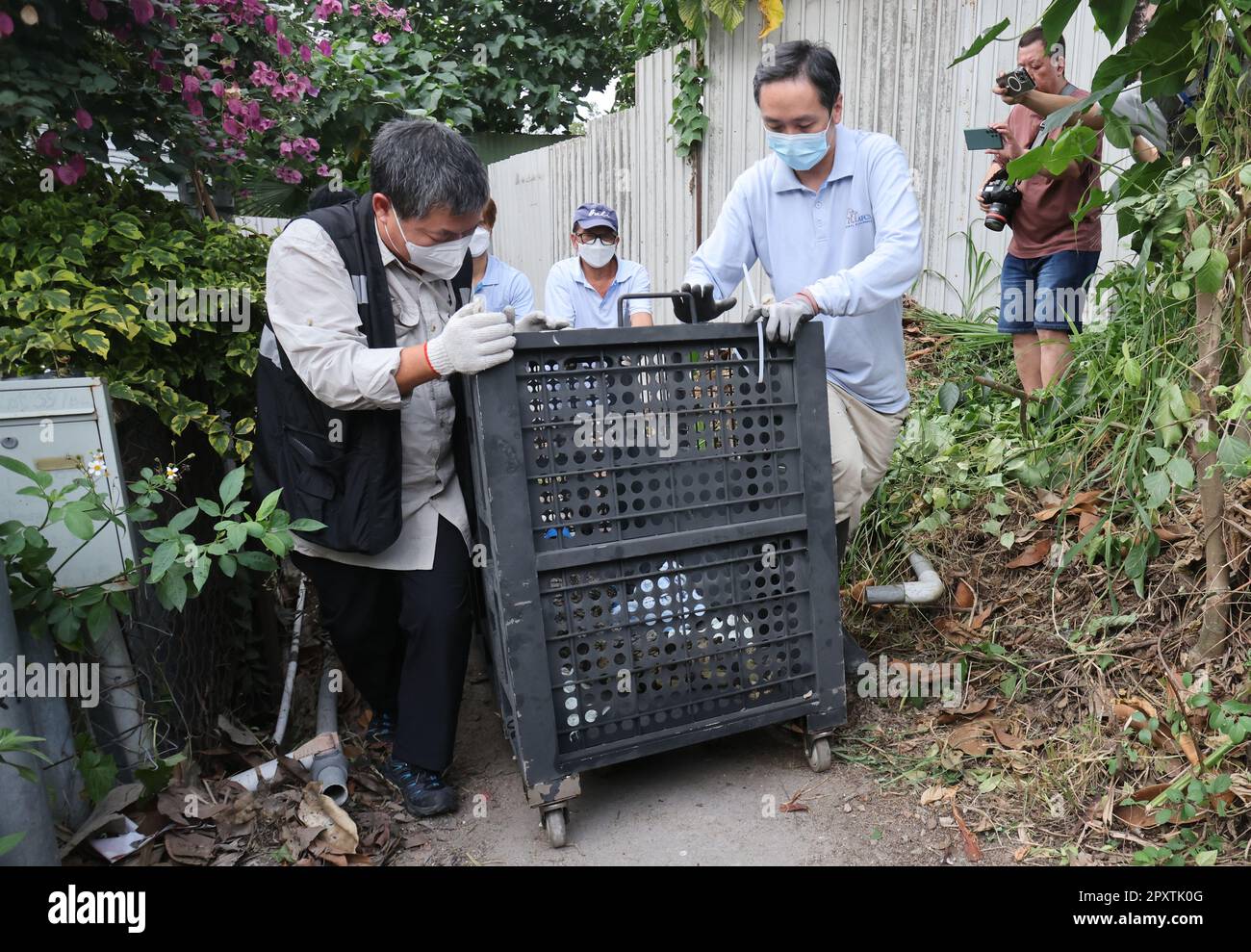 Hong Kong conservation officers have captured a rare one-metre ...