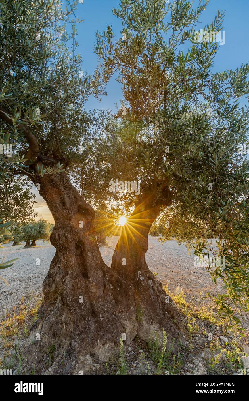 Dramatic sunset over an agricultural landscape of olive trees. The ...