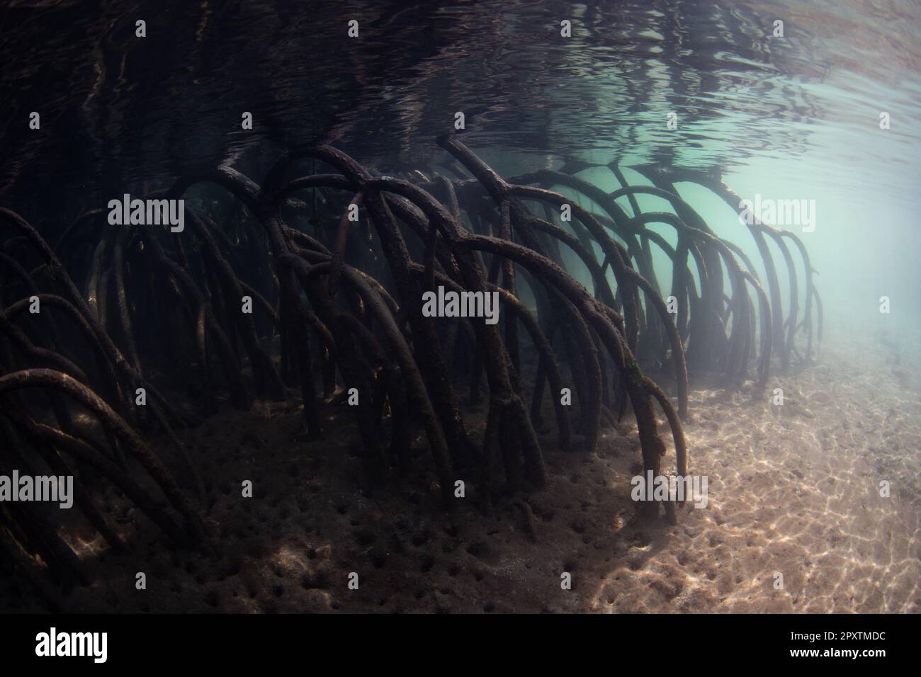 Sunlight filters underwater into the shadows of a mangrove forest ...