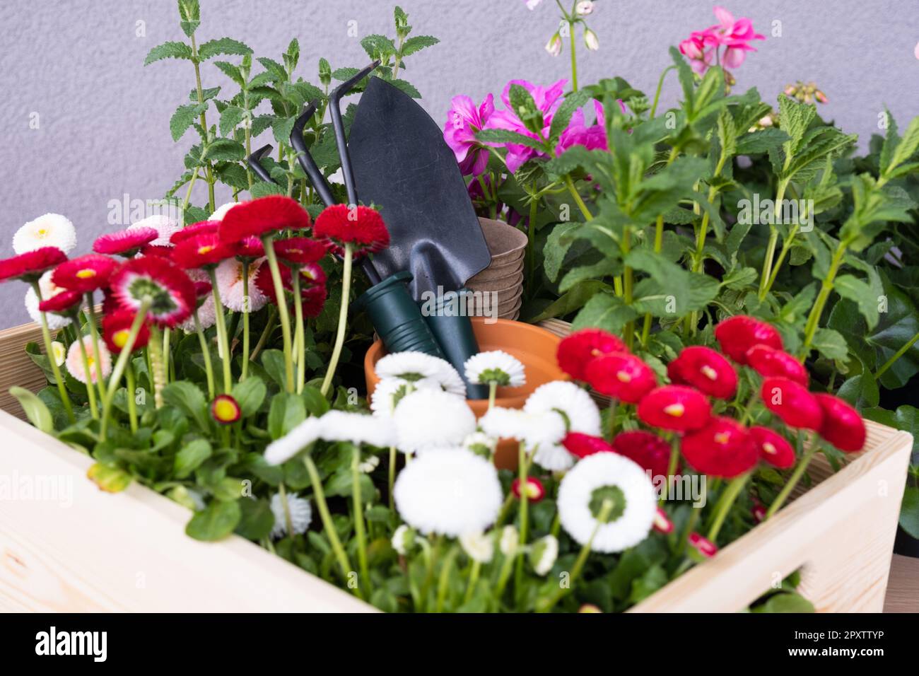 Spring Flowers in Pots Ready For Planting. Gardening Concept ...