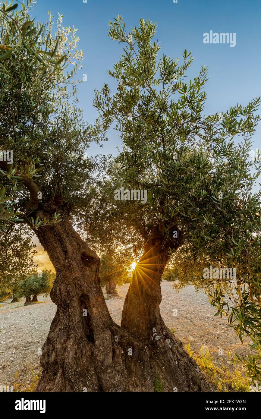 Dramatic sunset over an agricultural landscape of olive trees. The ...