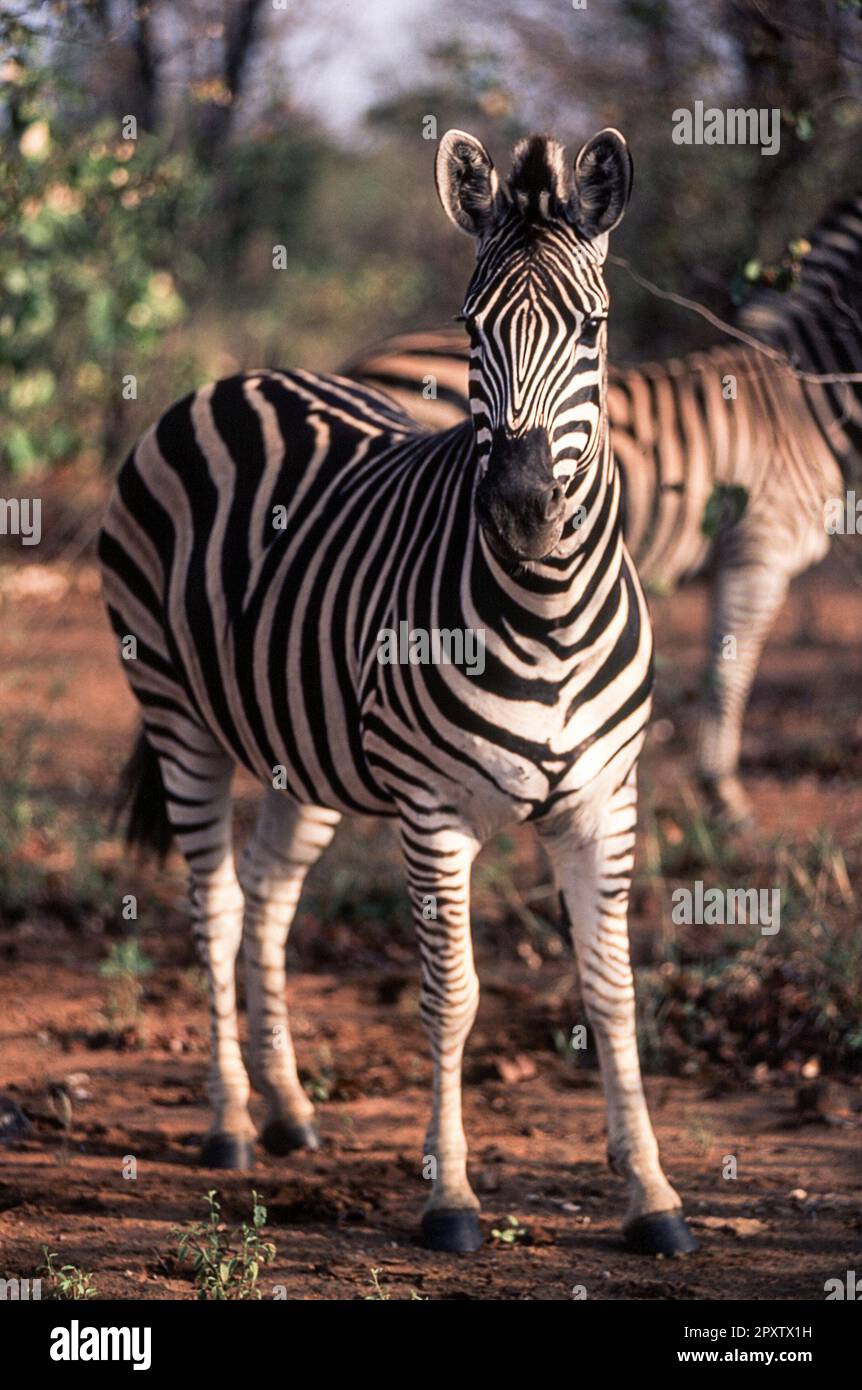 Plains Zebra (Equus burchellii), Kruger National Park, Mpumalanga ...