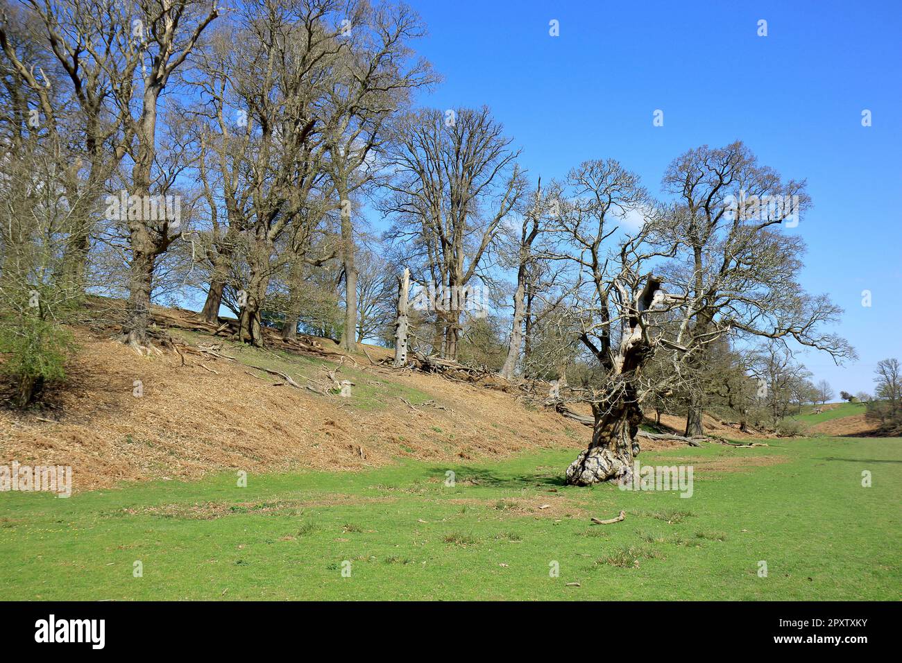 A tree lines hillside in the Sevenoaks countryside Stock Photo - Alamy