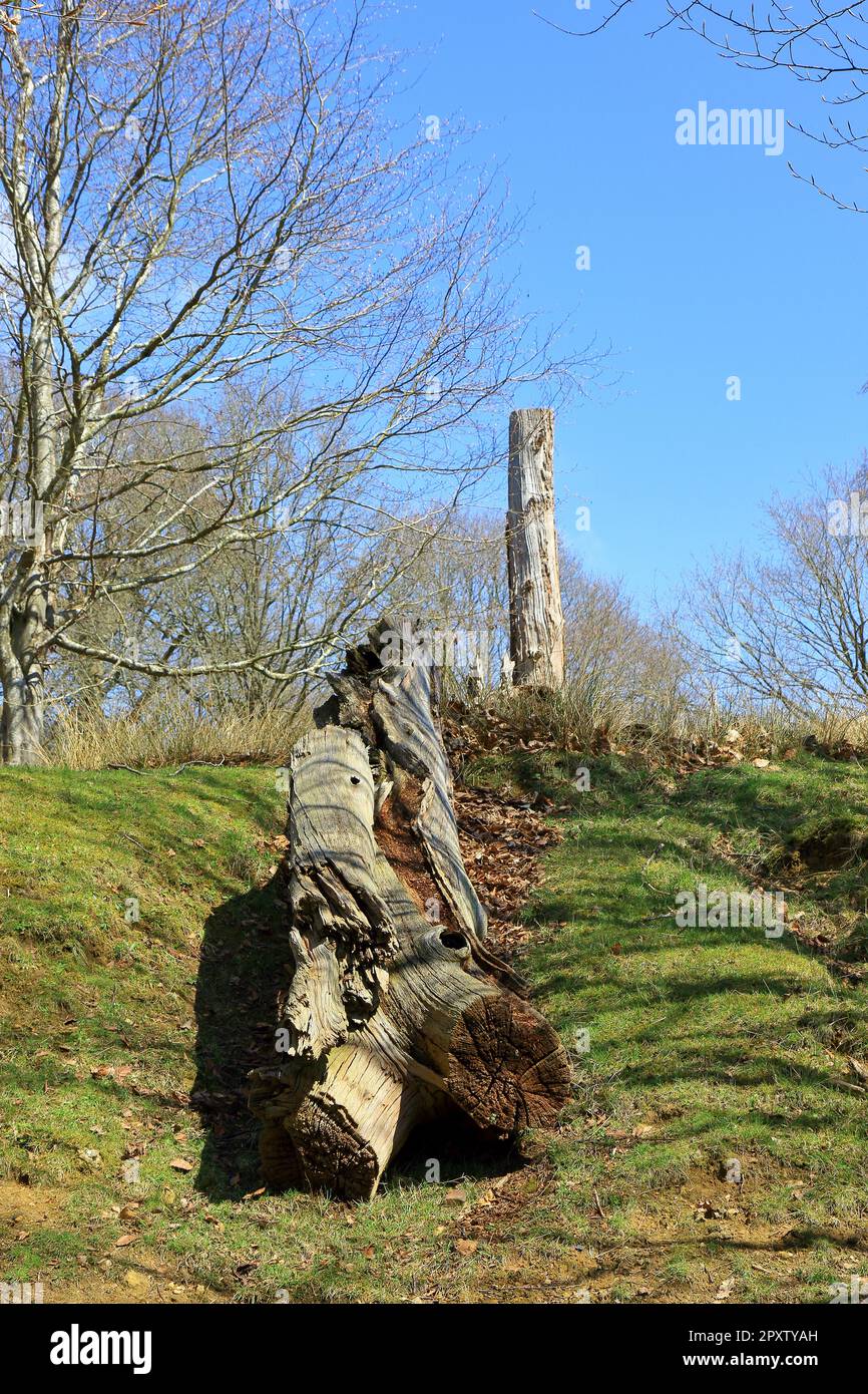 An old fallen tree laying in the green grass surrounded by trees in a ...