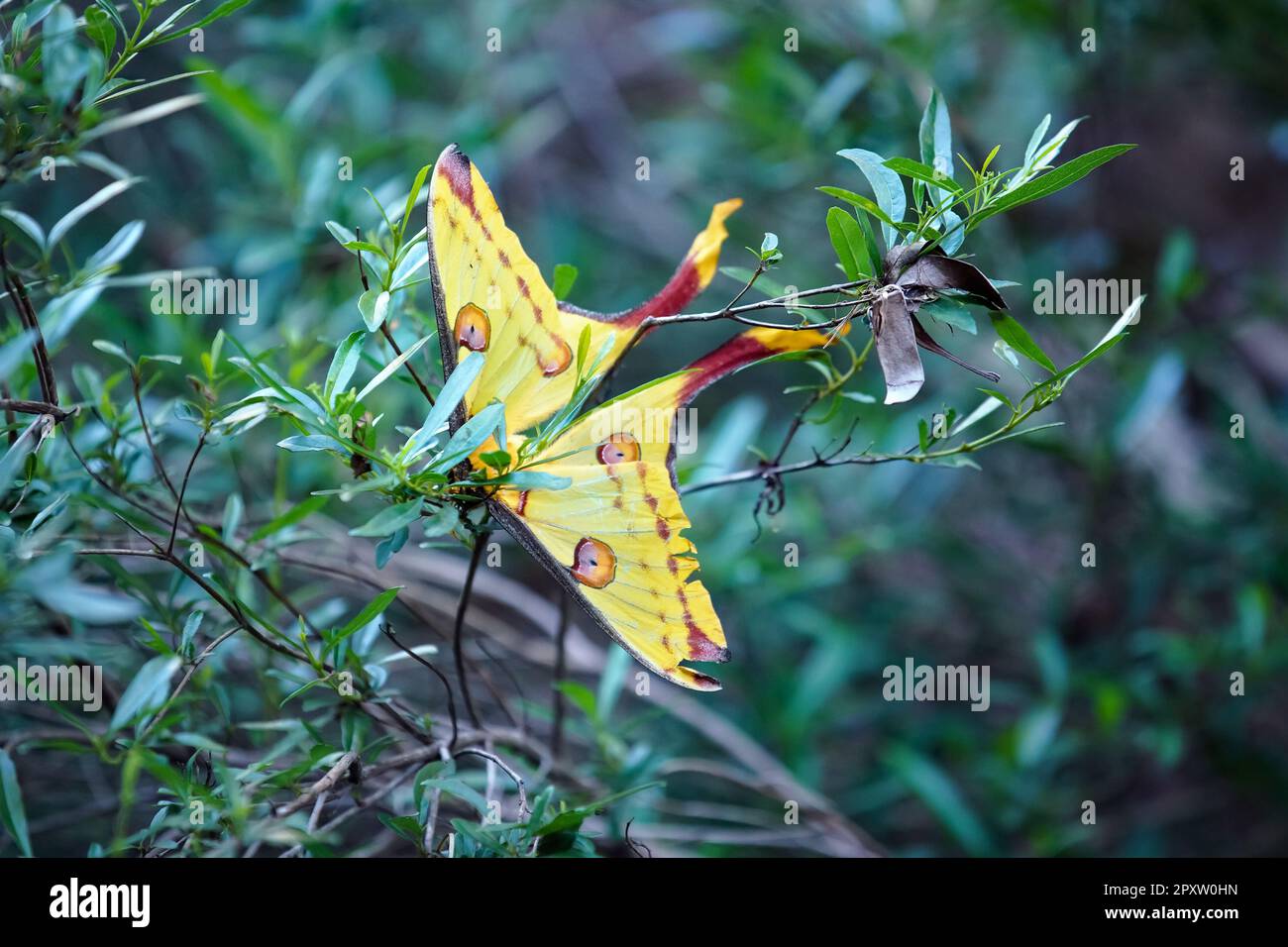 Madagascan comet moon moth female - Argema mittrei - resting on jungle ...
