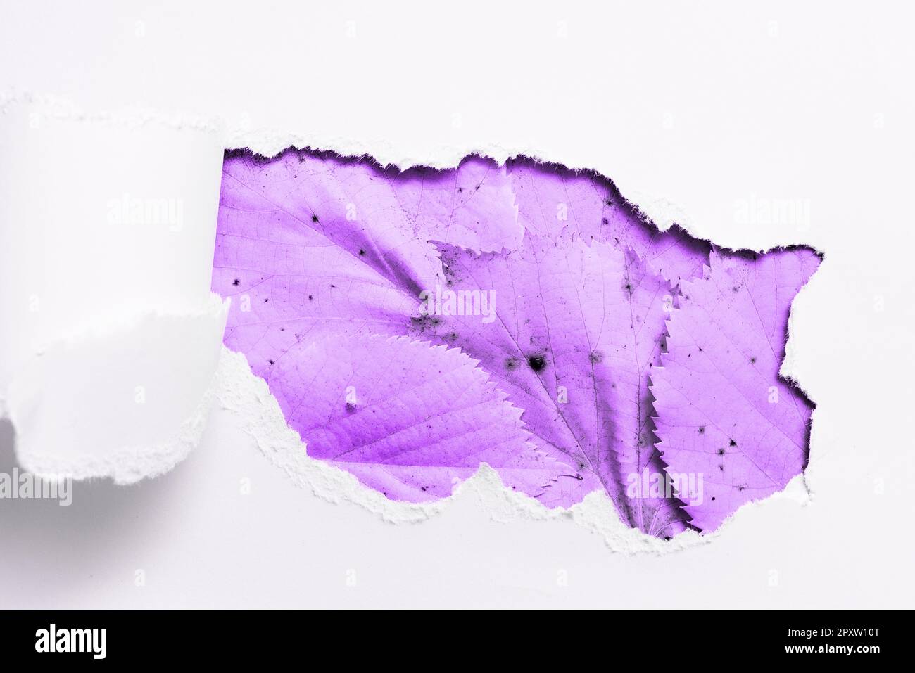 Important Information Written Under Ripped Piece Of Paper. New Ideas ...