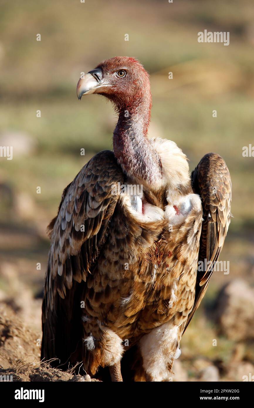 Rüppell’s vulture kenya hi-res stock photography and images - Alamy