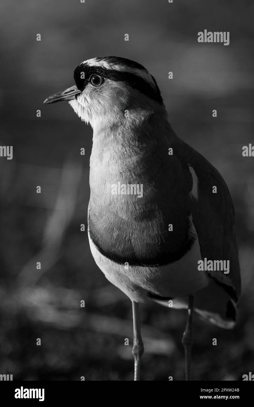 Mono close-up of crowned lapwing turning head Stock Photo - Alamy