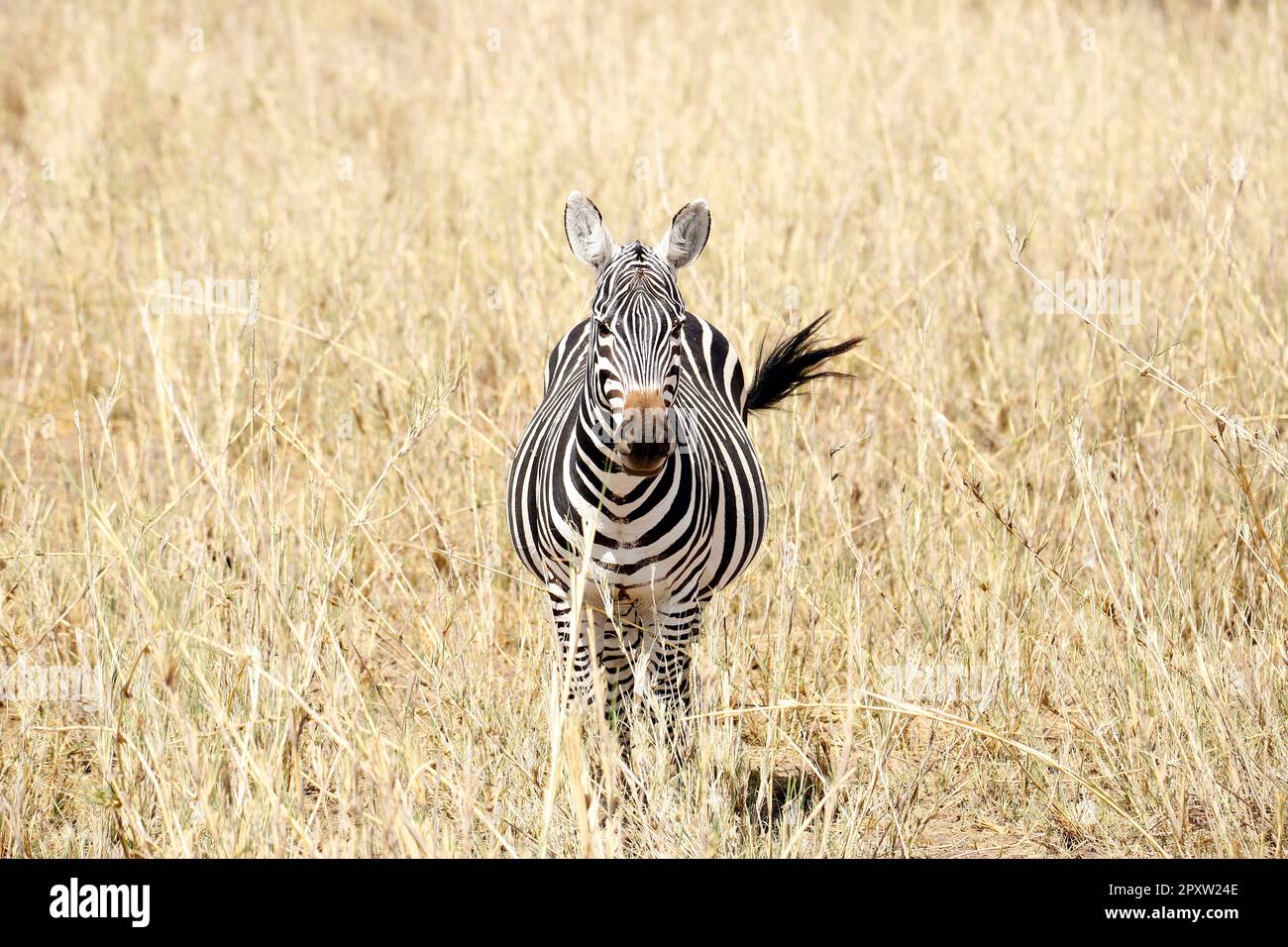 Zebra facing camera hi-res stock photography and images - Alamy