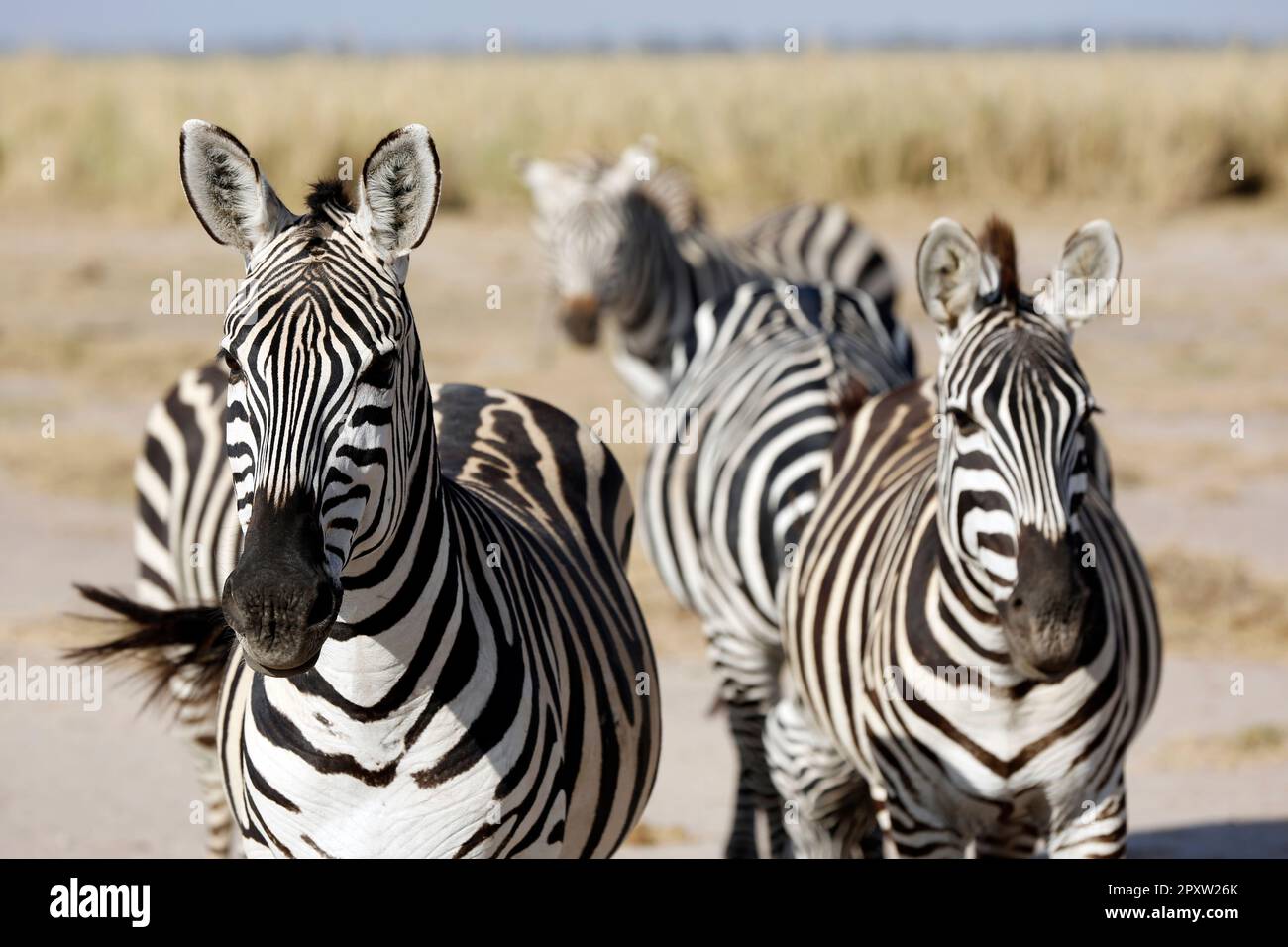 Zebras Looking into the Camera. Amboseli, Kenya Stock Photo - Alamy