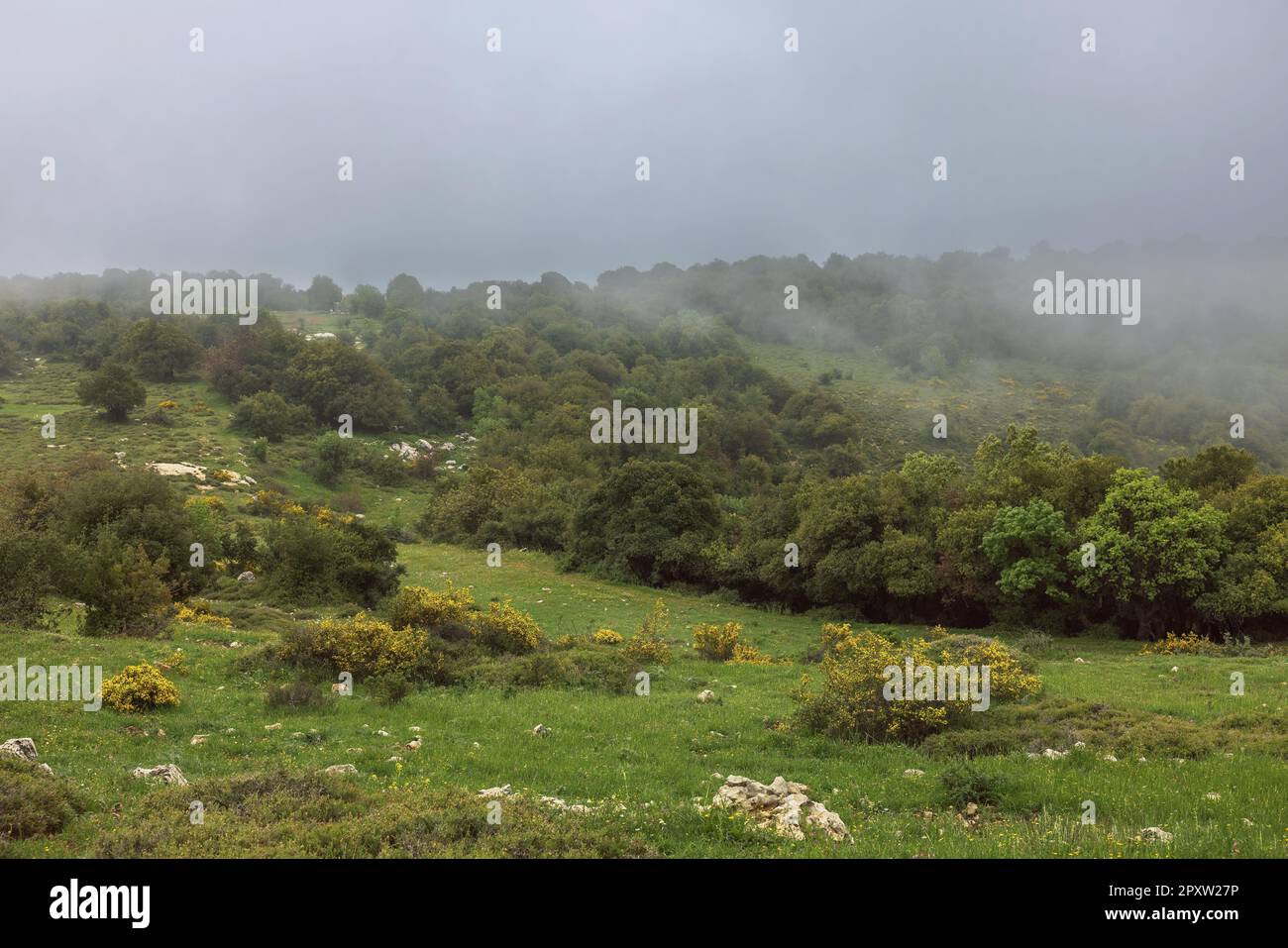 Beautiful landscape with fog on the top of Mount Meron in Israel Stock ...