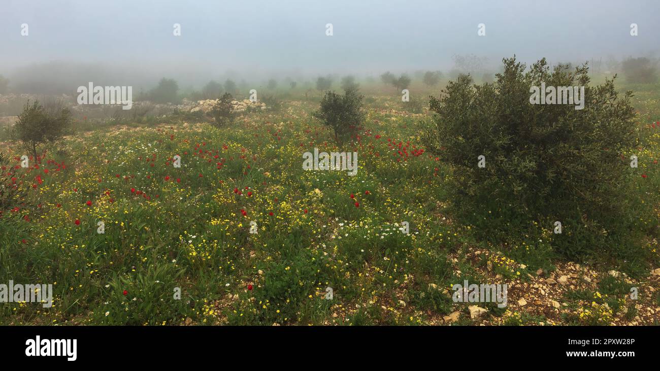 Beautiful landscape with fog on the top of Mount Meron in Israel Stock ...
