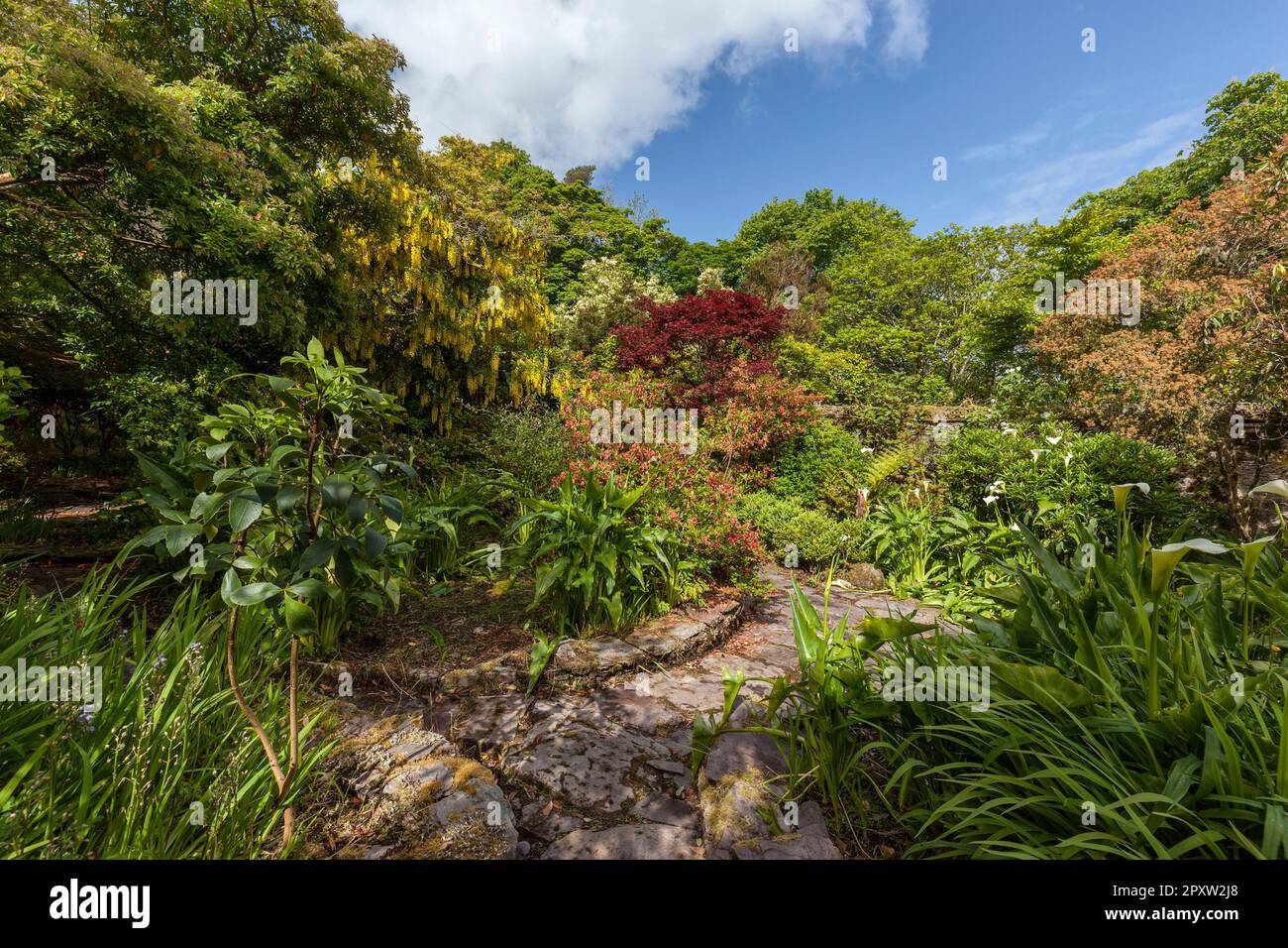 Kells Bay sub tropical botanical gardens in Kells, County Kerry within ...