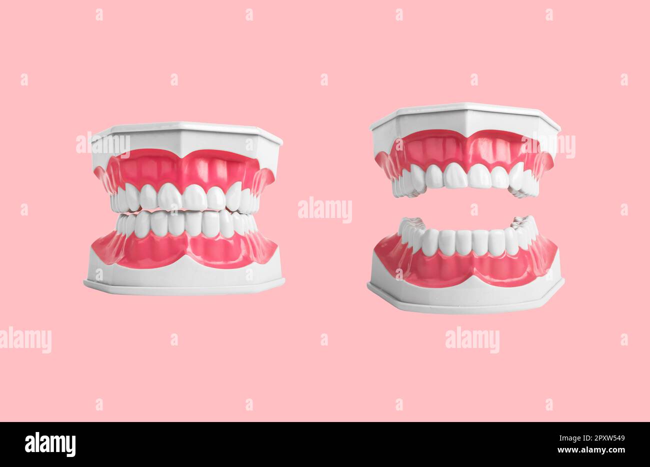 Open and closed jaws, teeth model on pink background Stock Photo - Alamy