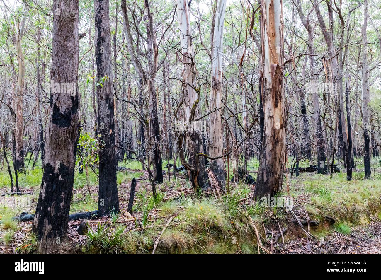Photograph of eucalyptus trees recovering from severe bushfire in The ...