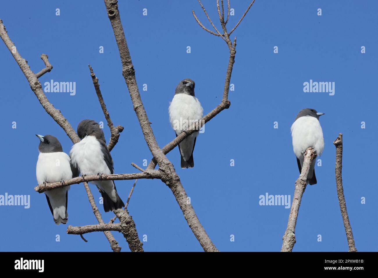 White-breasted Woodswallow (Artamus leucoryn leucopygialis0 four adults ...
