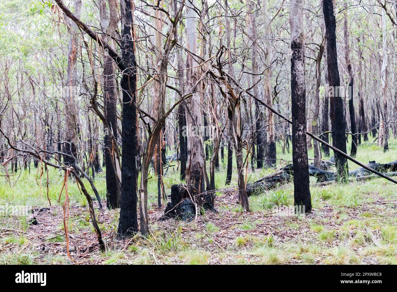Photograph of eucalyptus trees recovering from severe bushfire in The ...